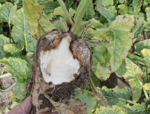 Gennemskåret roe med bormangel.